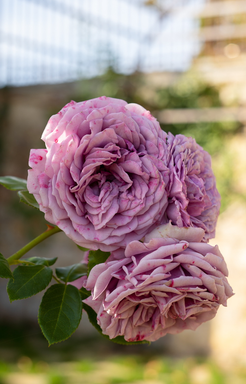 THE BORGO’S ROSES | Vignamaggio